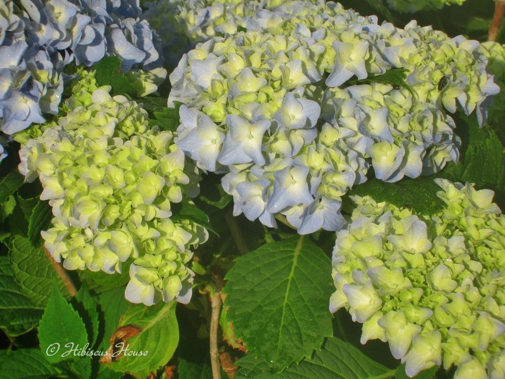 Hibiscus House: Morning Walk Hydrangeas In Full Bloom