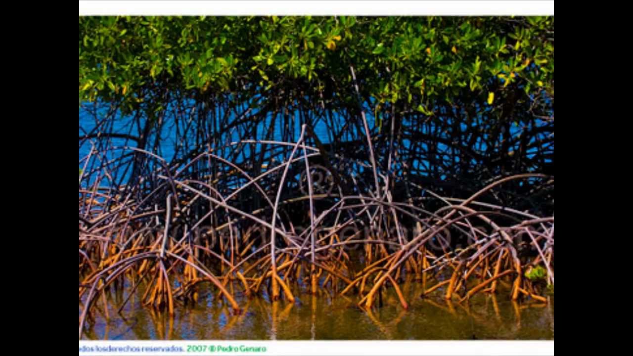ESPINOSA.AGUAYSOCIEDAD: Mangles: Rojo, blanco y negro.