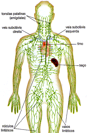 Amantes da Biologia Com Prof. Alan Calvet: O que é SISTEMA LINFÁTICO ...
