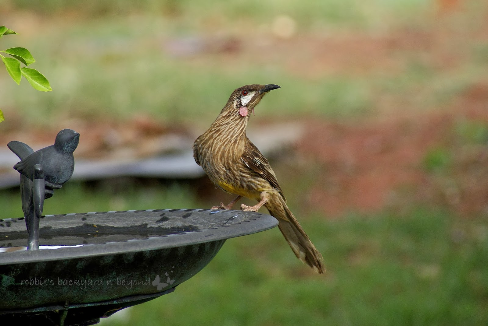 Red Wattle Bird Anthochaera cananculata