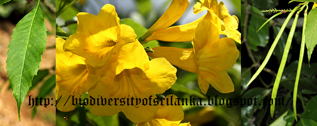 Biodiversity of Sri Lanka: කැලණිතිස්ස[Kelanitissa]/Yellow elder/Yellow ...