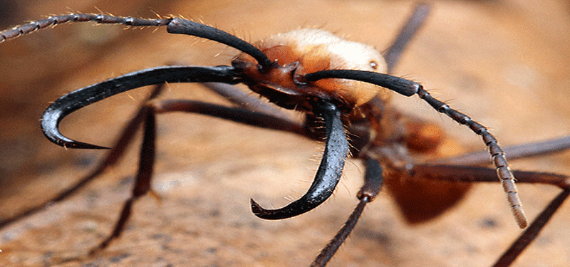 PLAAN : Marabunta es la Hormiga Sitaraco o Trajinera - Eciton spp.