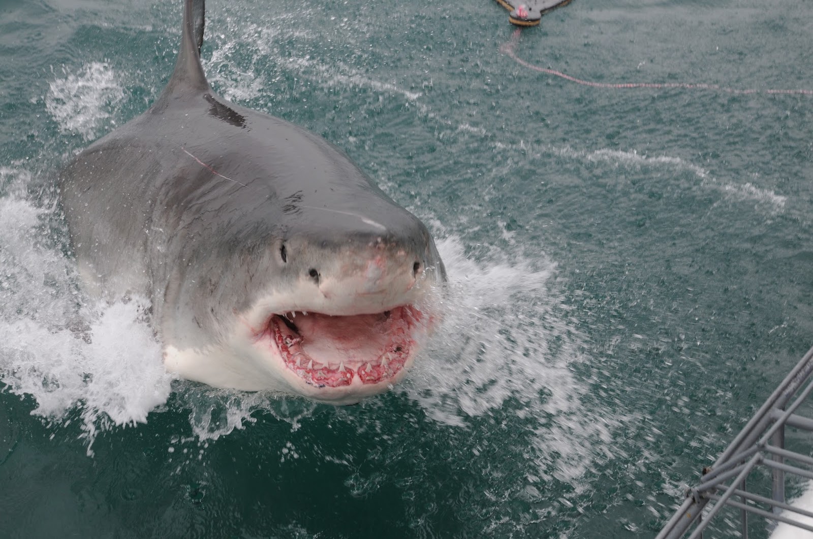 Flora Dan Fauna Dunia: HIU PUTIH