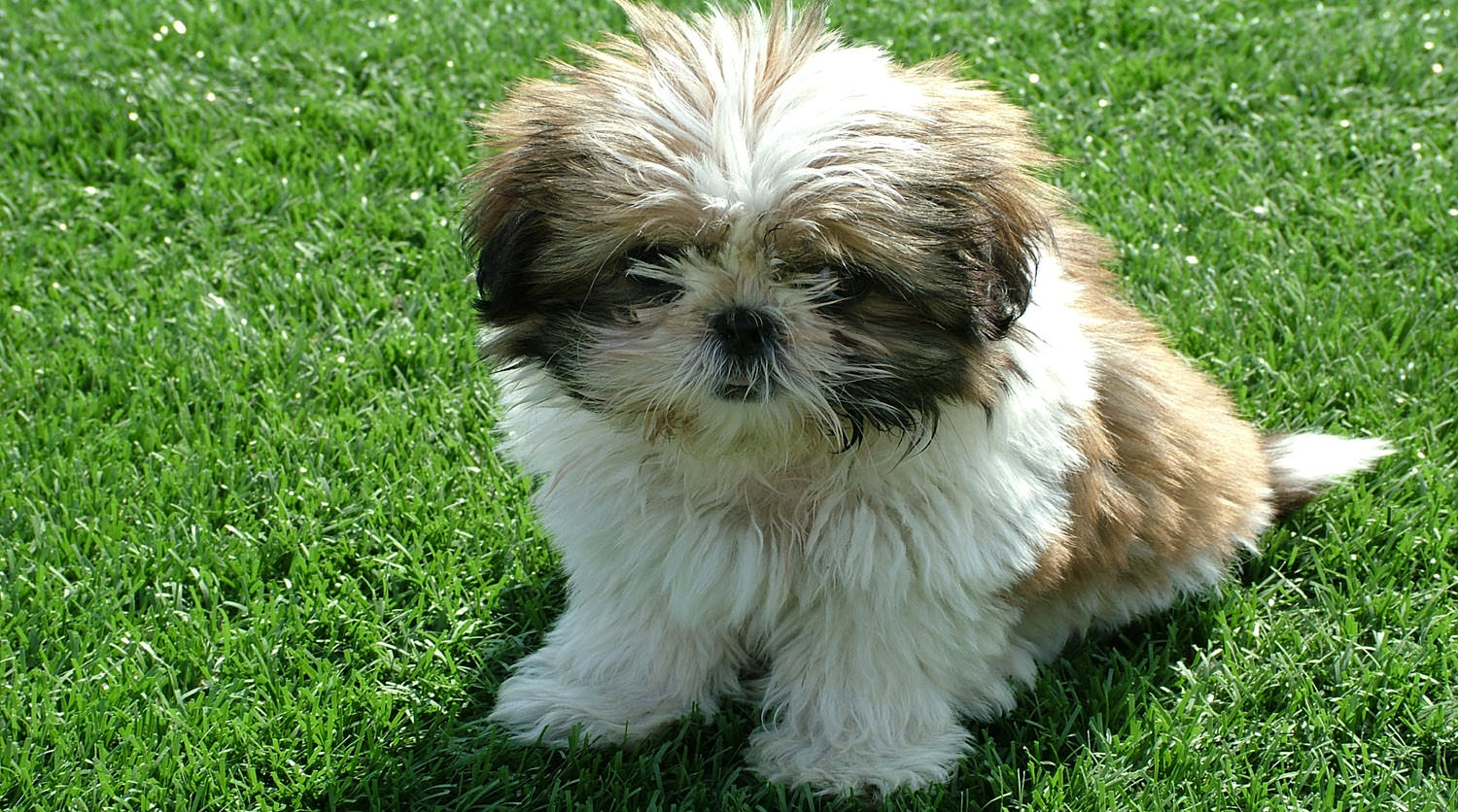 Razas de perros pequeños: ¿Cuál elegir? | Cuidando Mascotas