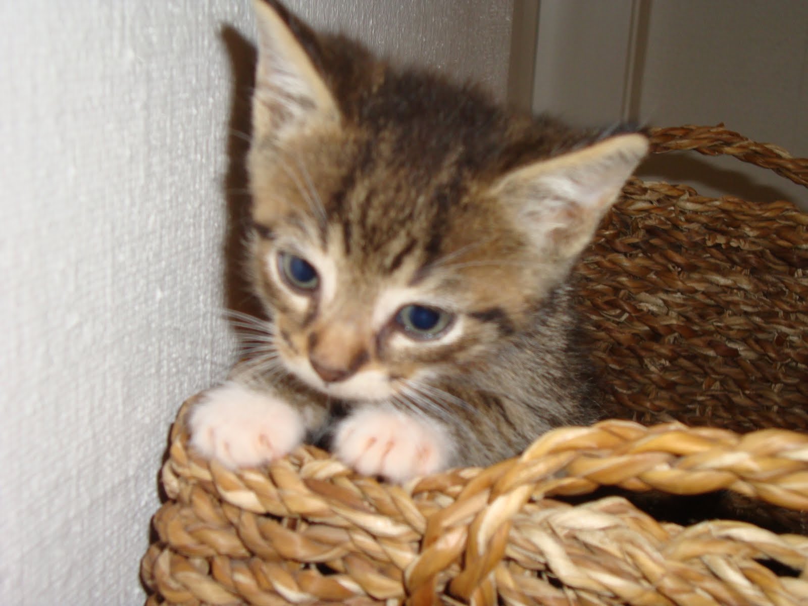 Kattekillinger til salg