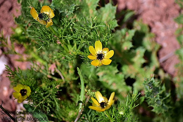 VILLENATURA: Adonis microcarpa
