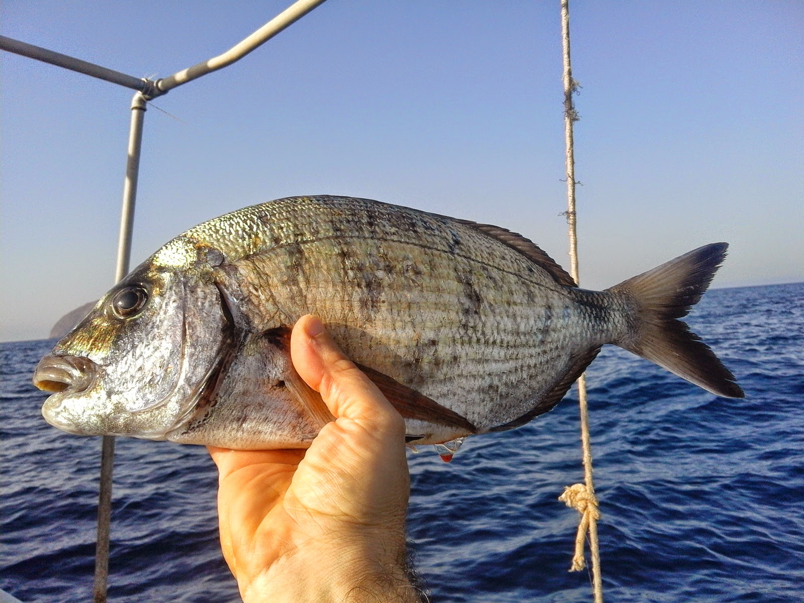 A day in the life of a fisherman: ΤΑ ΨΑΡΙΑ ΠΟΥ ΨΑΡΕΥΩ