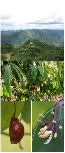 BERNARDO CARPIO'S BLOGS: SUNOG (MAGSAYSAY)