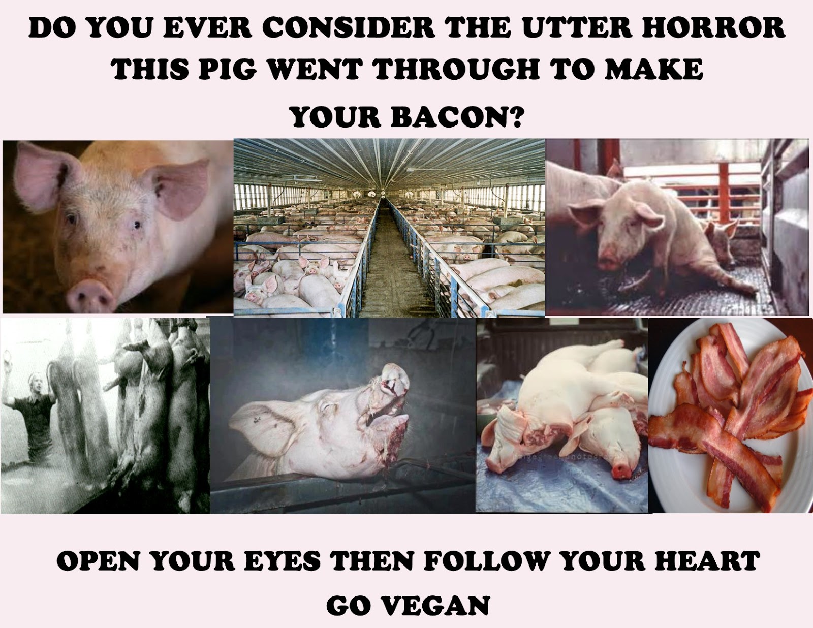 Joy of Vegan: Pig farming memes to share