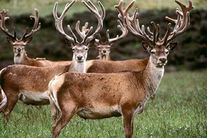 Vale a pena ver: O Veado