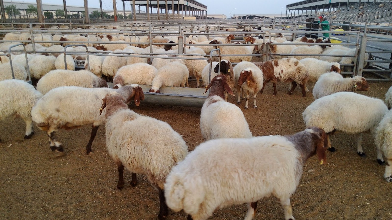 Living in Qatar: Baladna The Farm