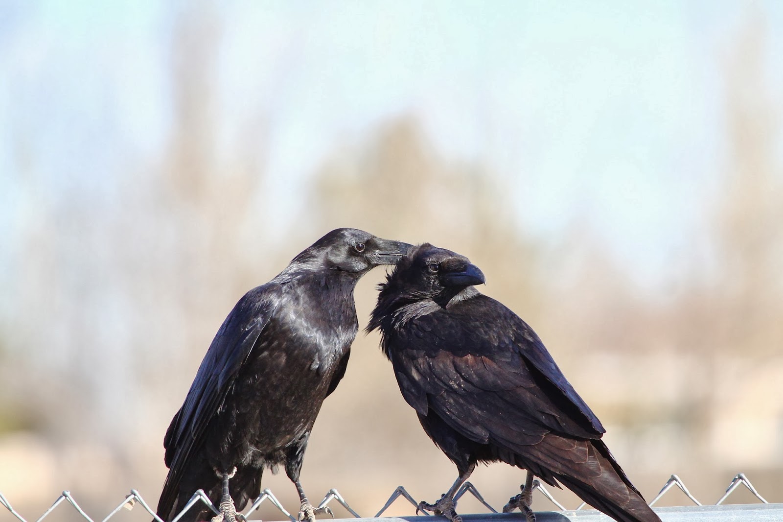 Roger's Birding Adventures: Interesting Common Raven behavior, plus ...