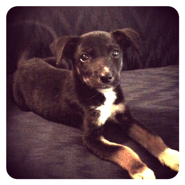 The Wandering Drays: Welcome, Baladi