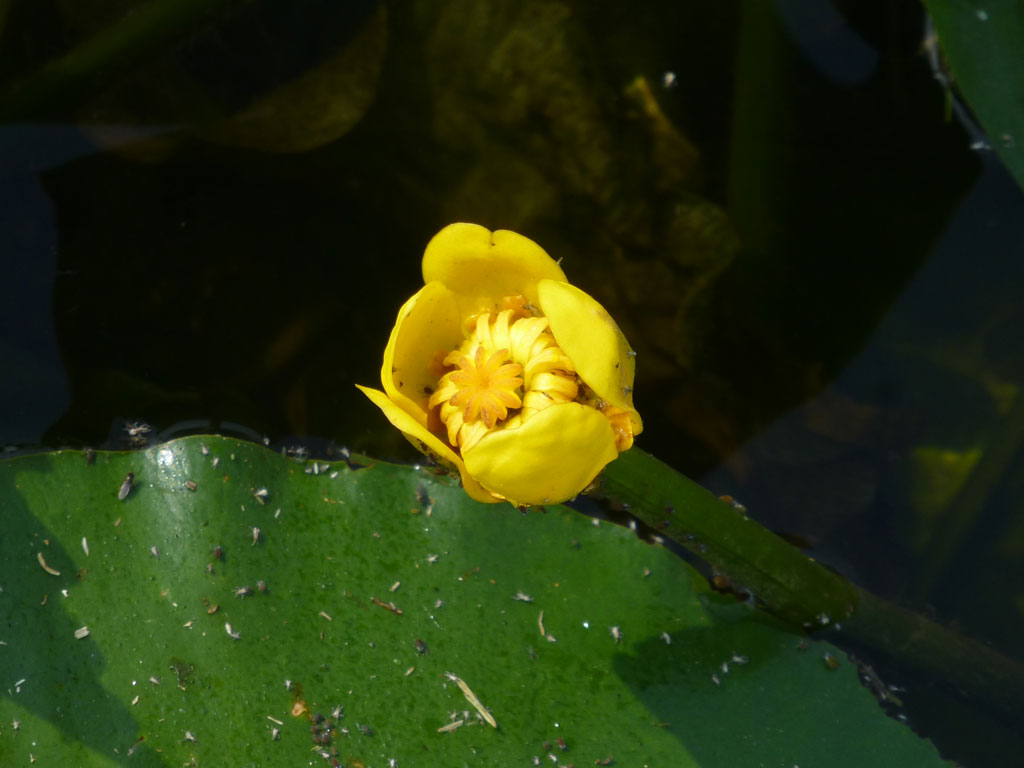 ヒメコウホネ Hime-kohoné Japanese Spatterdock-水元公園の生き物