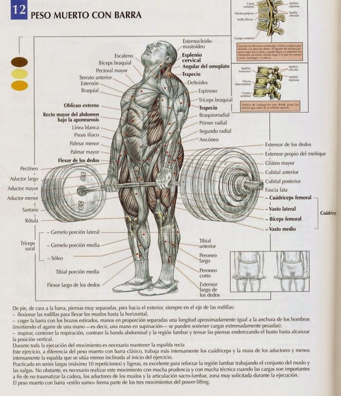 Fitness latino: TODO LO QUE NECESITAS SABER PARA TENER UNOS FABULOSOS ...