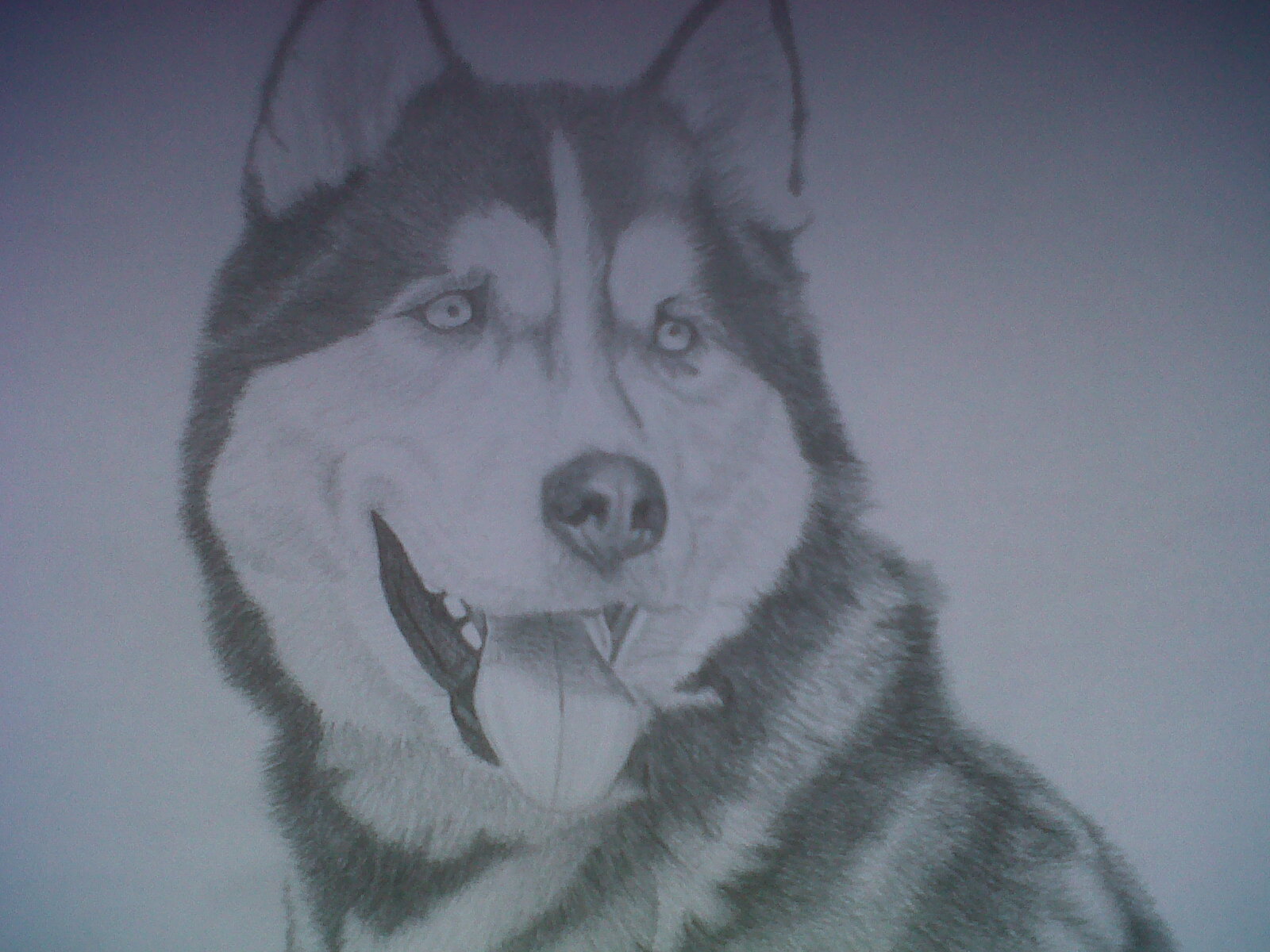 Evie Leonard - Pencil Drawings: Husky: Pencil Drawing A4