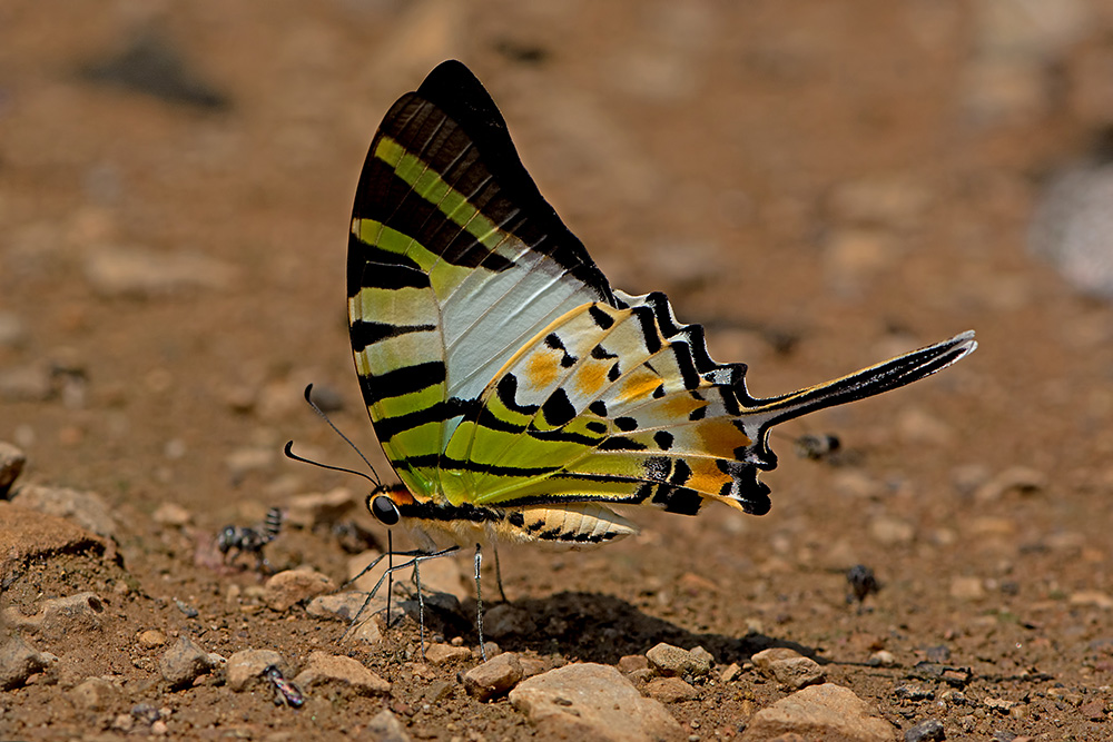 Graphium antiphates DATASHEET | BugsAlive
