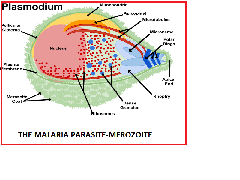 THE LIFE STAGES OF MALARIA PARASITE