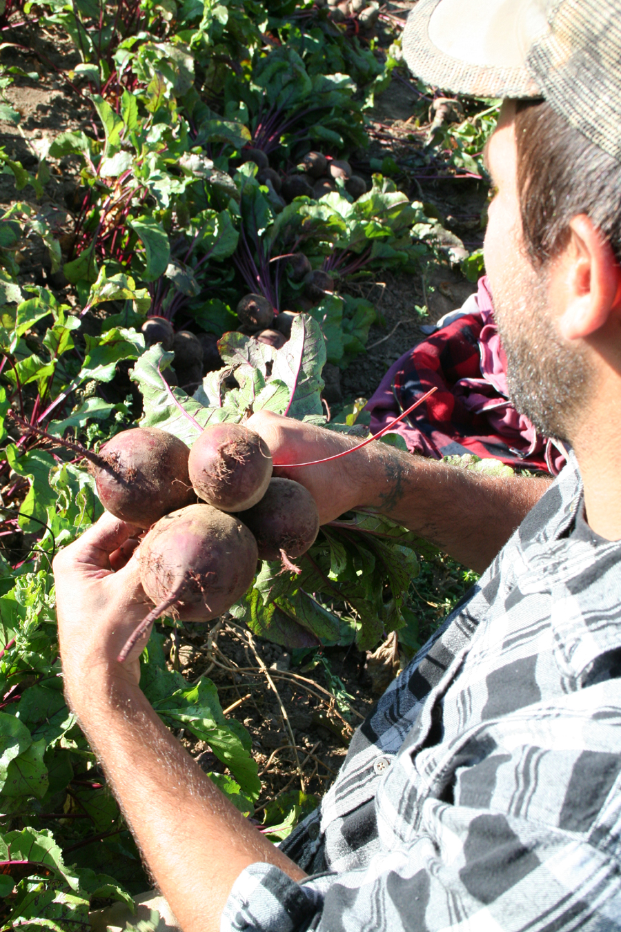 Tempel Farms Organics: CSA Week 13