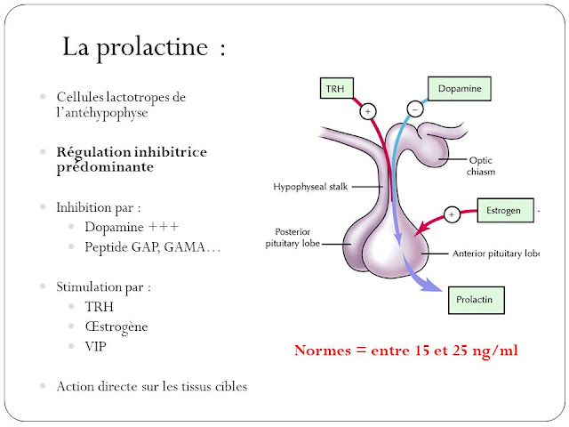 LA PROLACTINE ~ COURS de la pharmacie