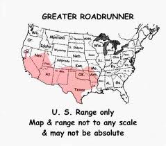 Adventures of Kitfoxgal and DesertDale: Roadrunner Near The Colorado River