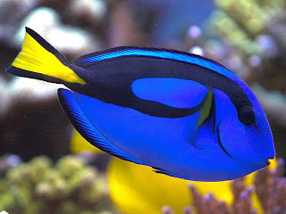 Dicas de Aquário: O Blue Tang(Paracanthurus hepatus)