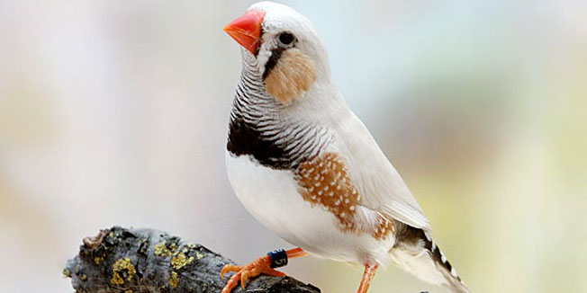 Ptice nase zemlje: Australijska zeba