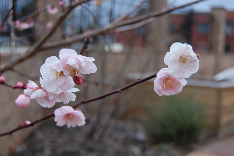 Noel's Garden Blog: Ever green in North Carolina