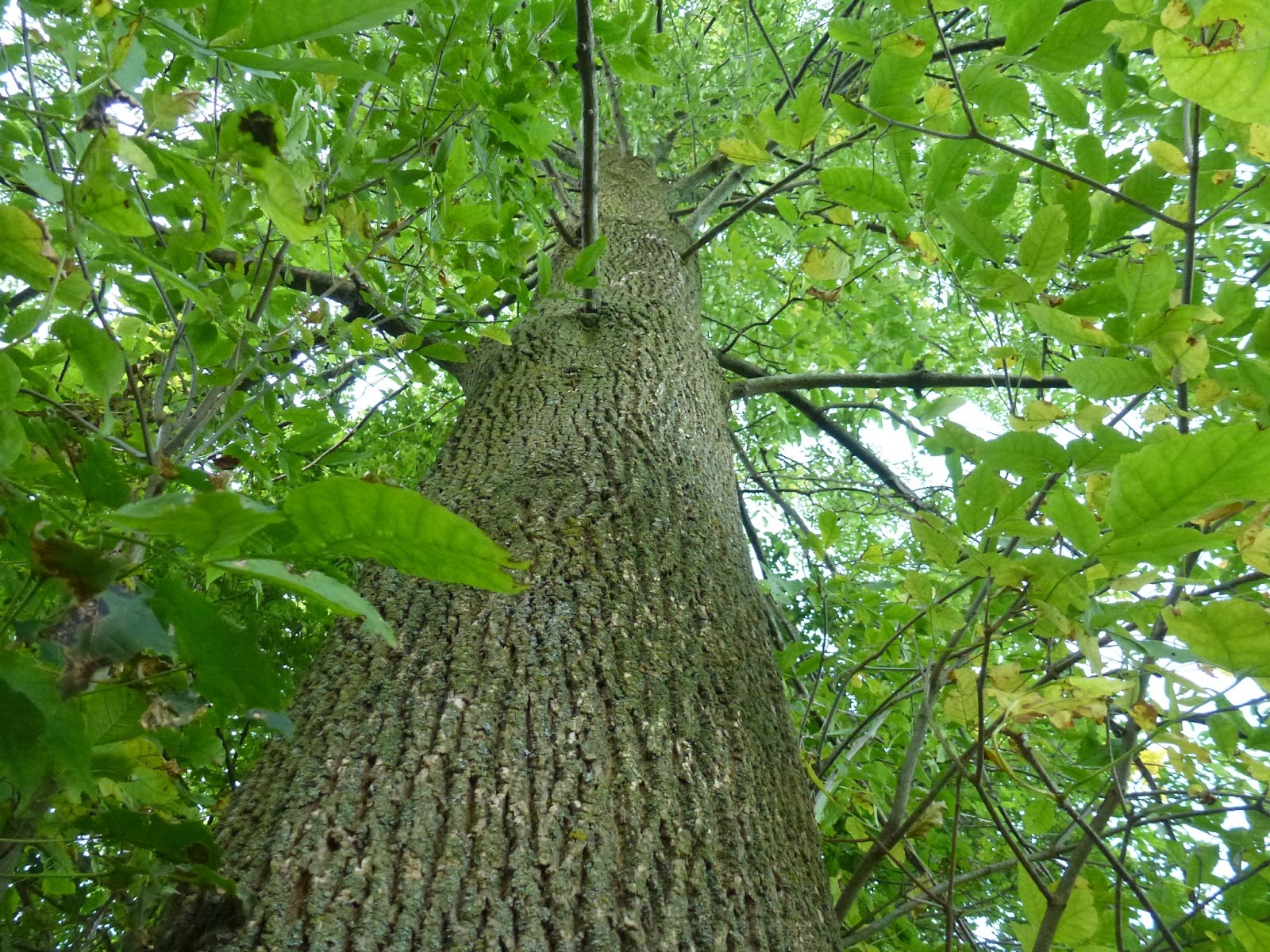 Village of Bellevue: Outdoor Tree ID Workshop on July 13th