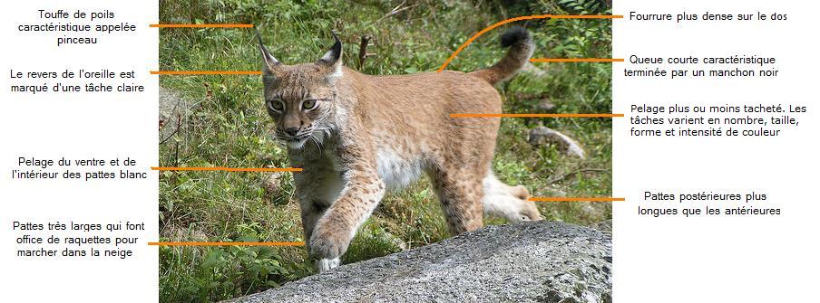 Le blog de THEMISELVA: Dossier sur le lynx boréal