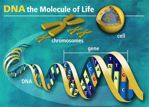 YOGA LIFE: Chakras Kundalini & DNA