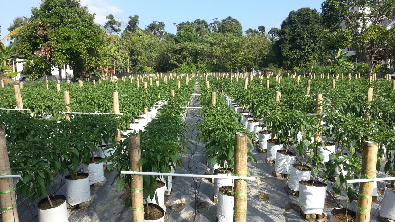 Agropreneur Muda Tumpat: Projek Fertigasi Cili 2000 Polibag [Saiful KTJ]