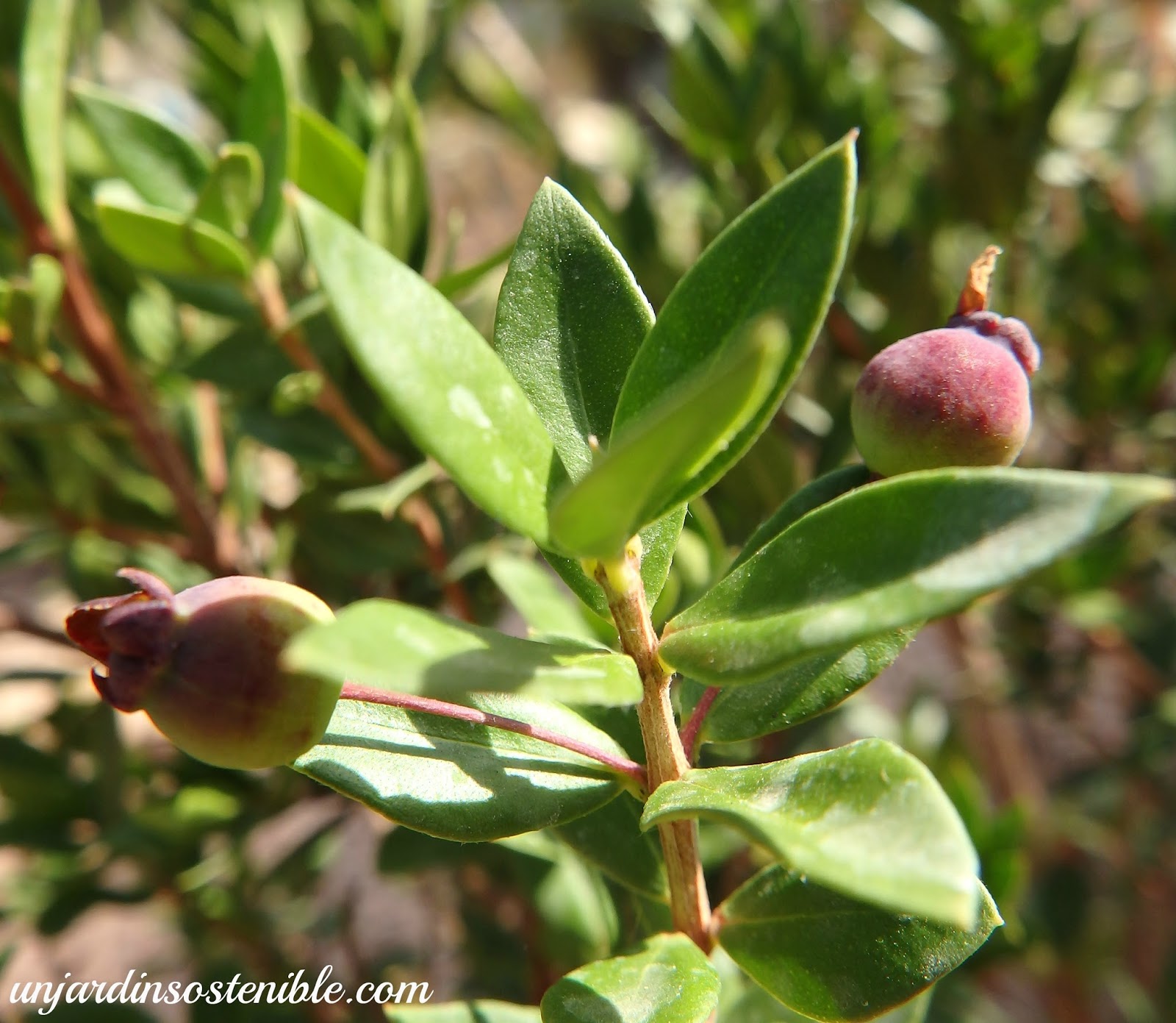Myrtus communis (Mirto, Arrayán, Mirtos etc.)