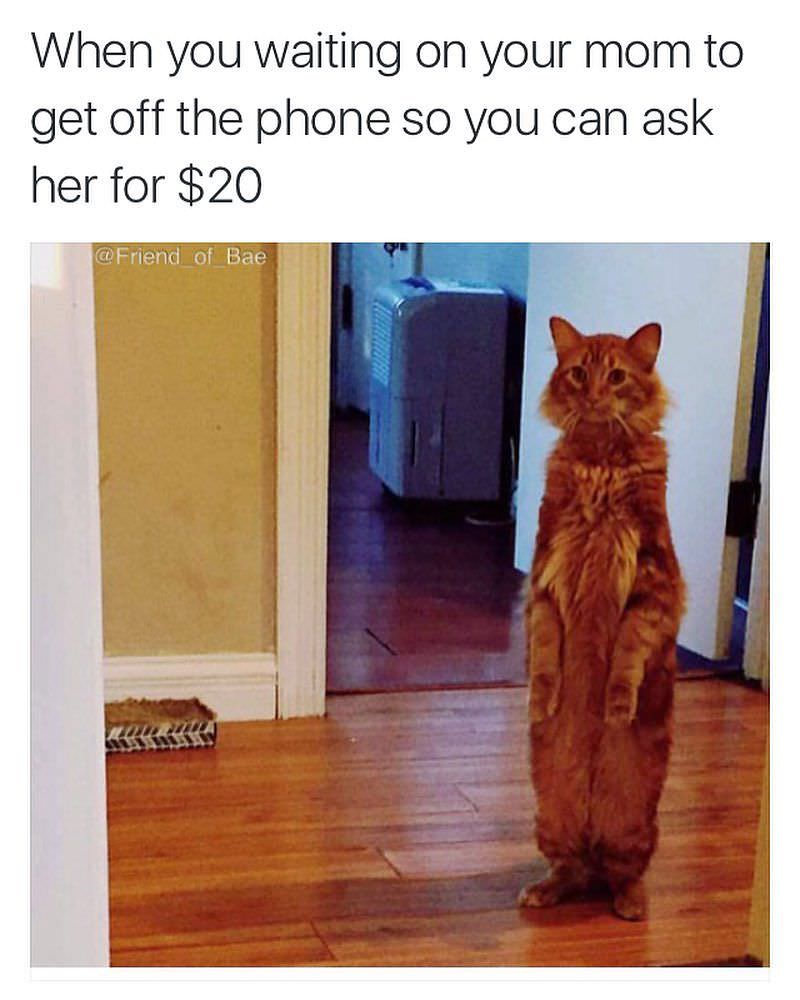 New cat memes compilation 2018