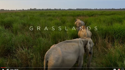 Trevor Herriot's Grass Notes: BBC on Grassland: Planet Earth 2