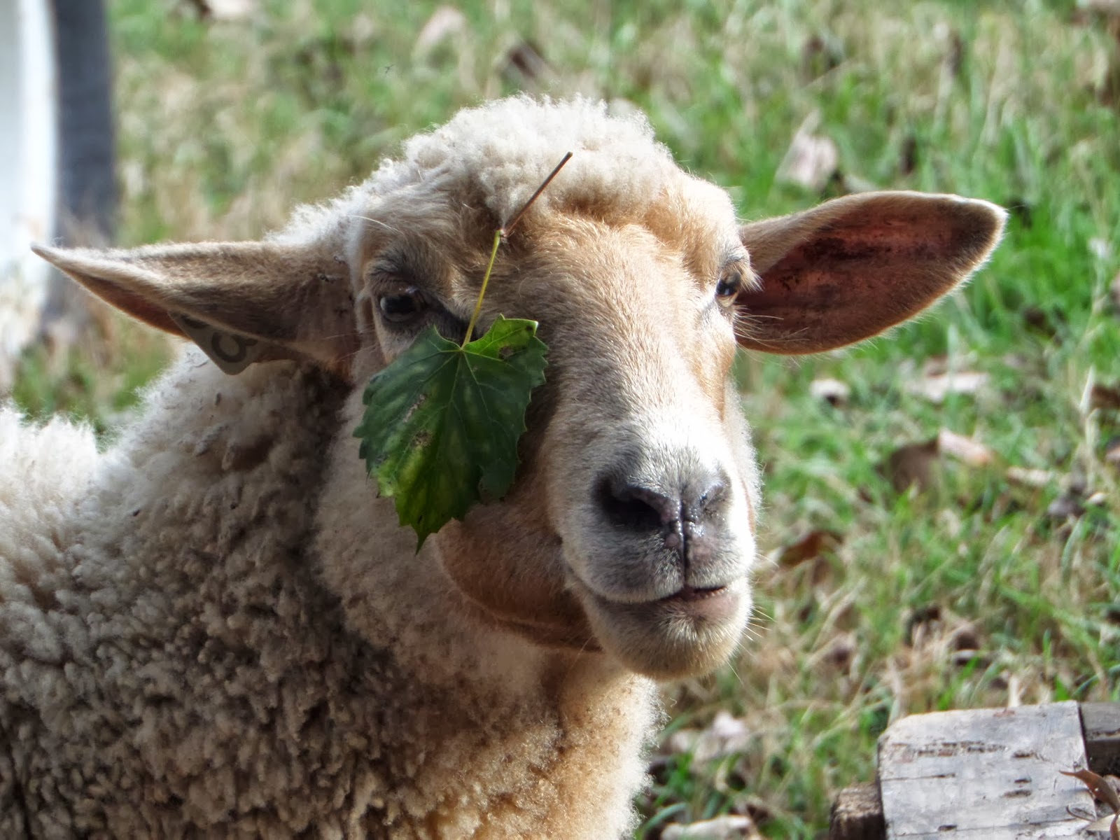 Merciful Hearts Farm: Silly Sheep