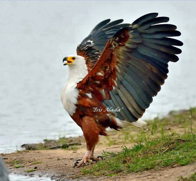 Isis Alada: El ESPÍRITU DEL ÁGUILA: (La valentía) Akatriel Ratzón Elyon