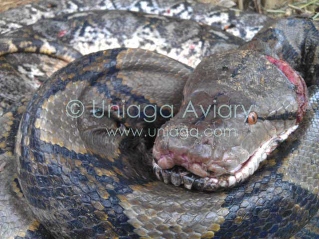 Senarai Spesis Haiwan Pemangsa - Uniaga Aviary™