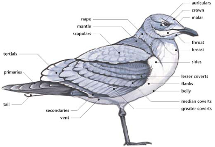 Featherless: Gull Design