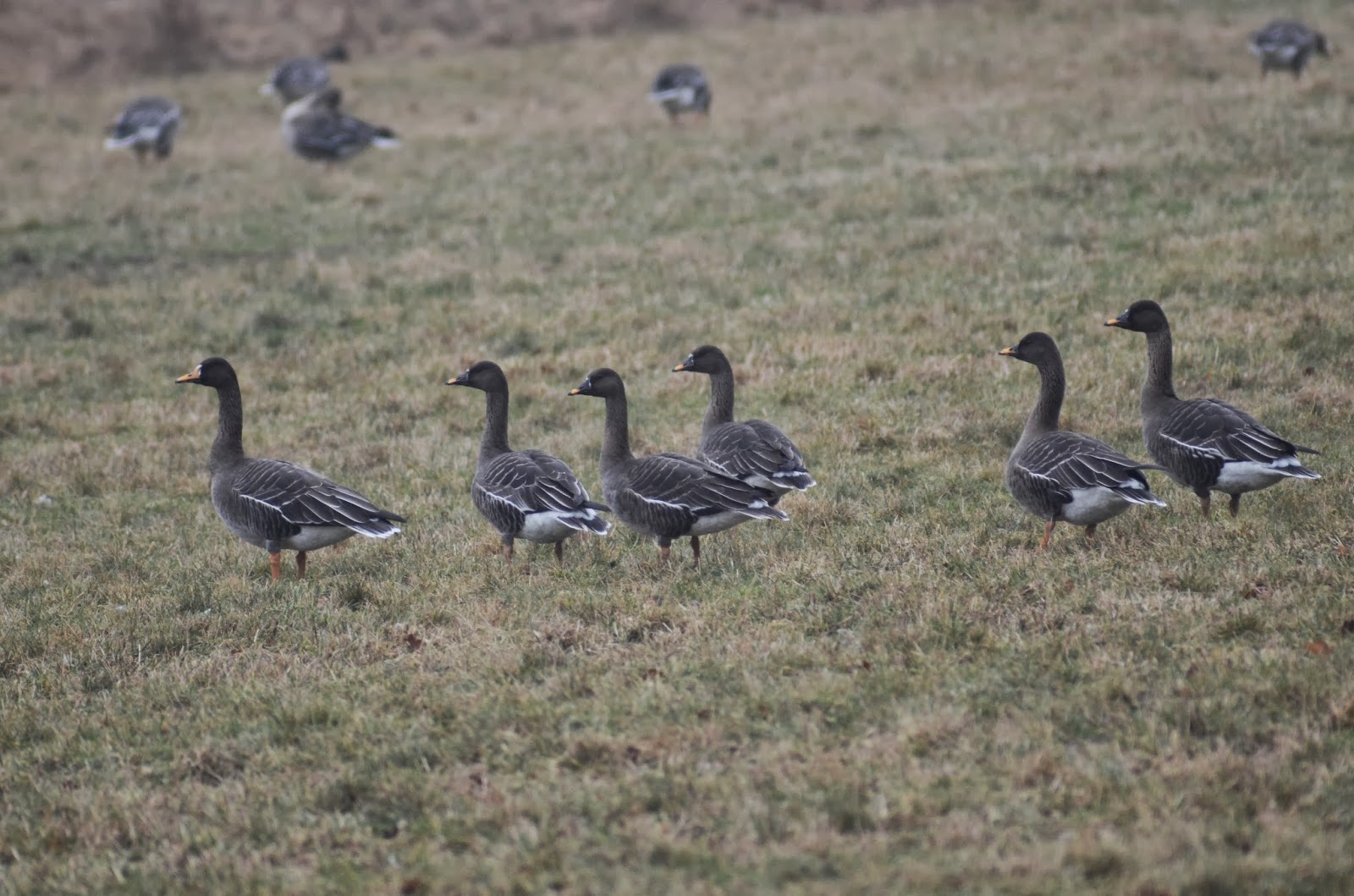 Ola Österströms fågelblogg: Gåstider