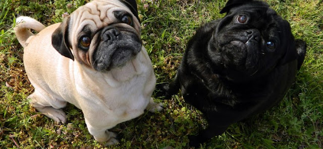 NUNCAJAMAS COCKER: LOS PERROS CHATOS SON MÁS CARIÑOSOS