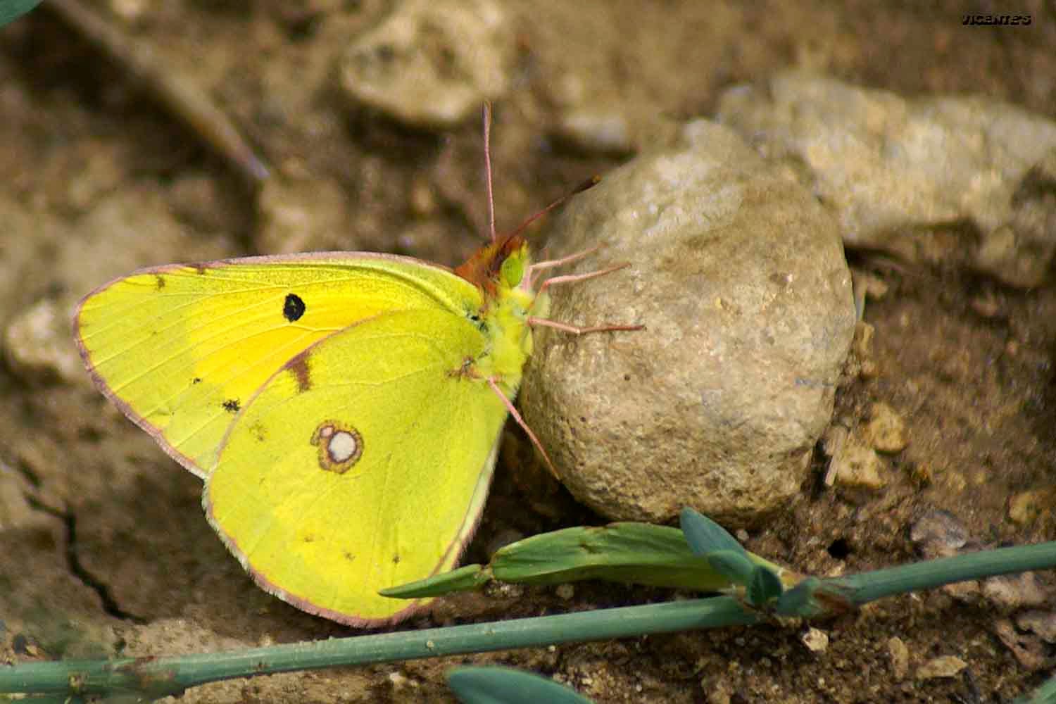 Fauna silvestre de Hormaza: Colias croceus