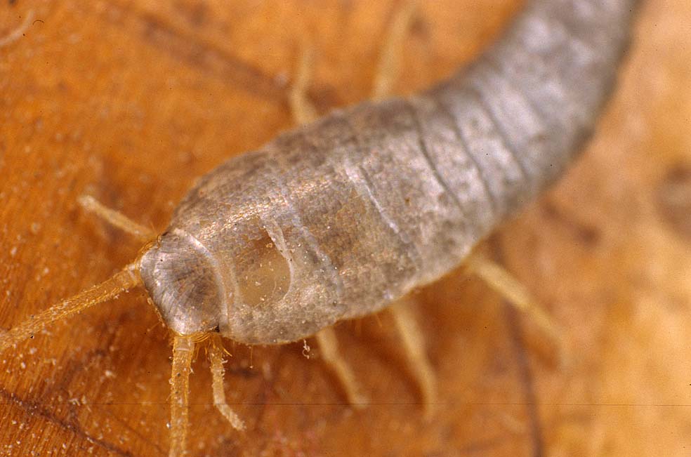 CABINET OF CURIOSITIES: Silverfish
