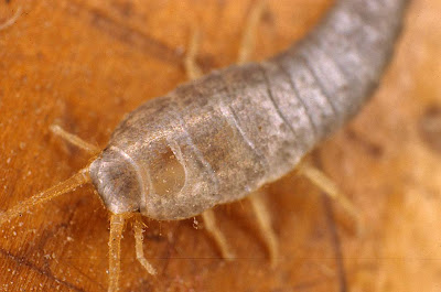 CABINET OF CURIOSITIES: Silverfish