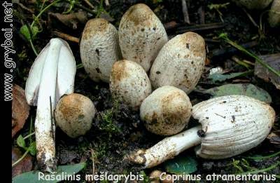 Gyvenki be alkoholio