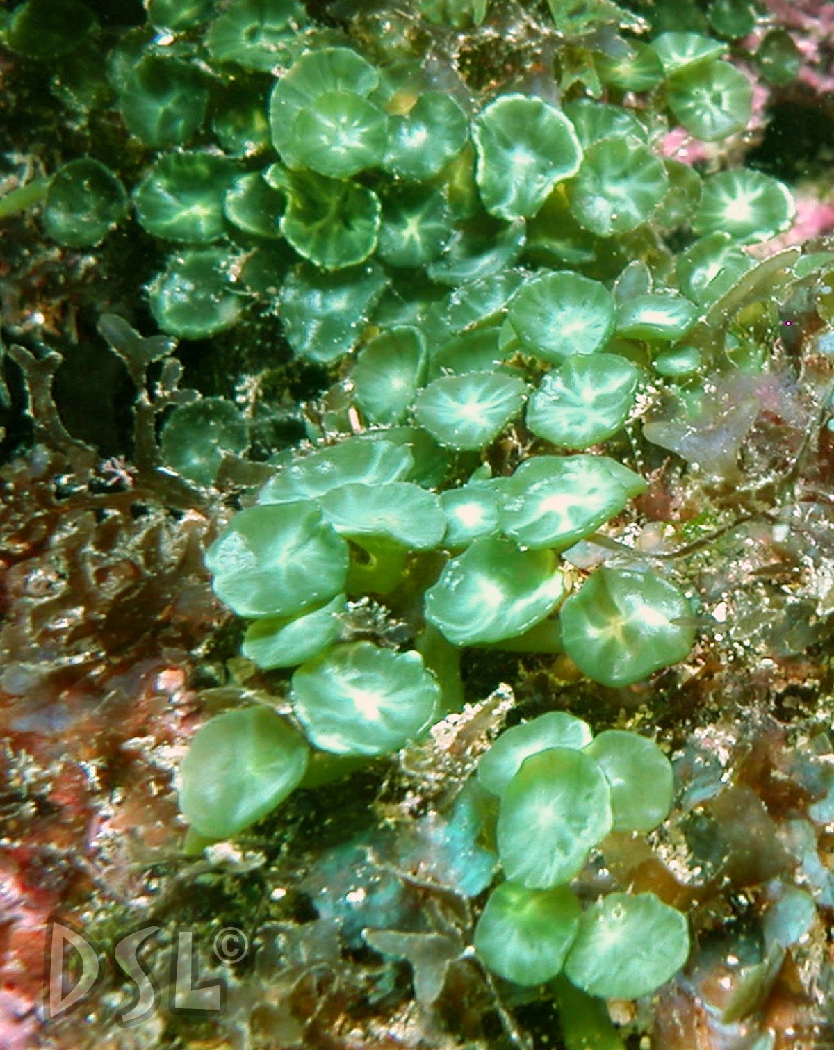 Catalogue of Organisms: Caulerpa: Sea Grapes, Feather Algae and Other ...