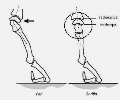 Creation - The Written Truth: KNUCKLE WALKERS, LUCY, HUMAN WRIST BONES ...