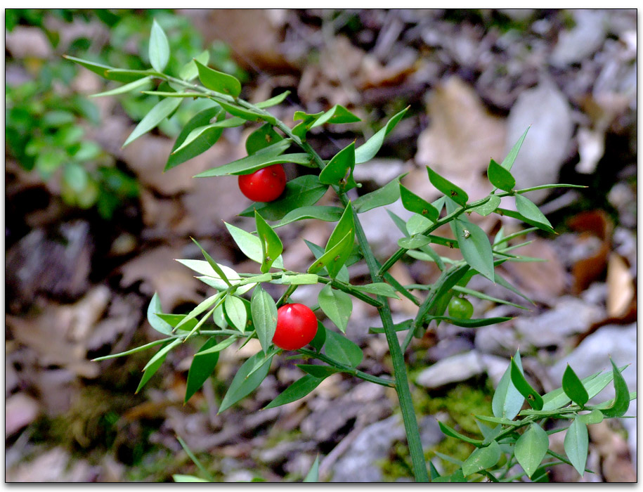 rocayflor: Camino de El Pueyo. Ruscus aculeatus. "Buxeta, rusco"