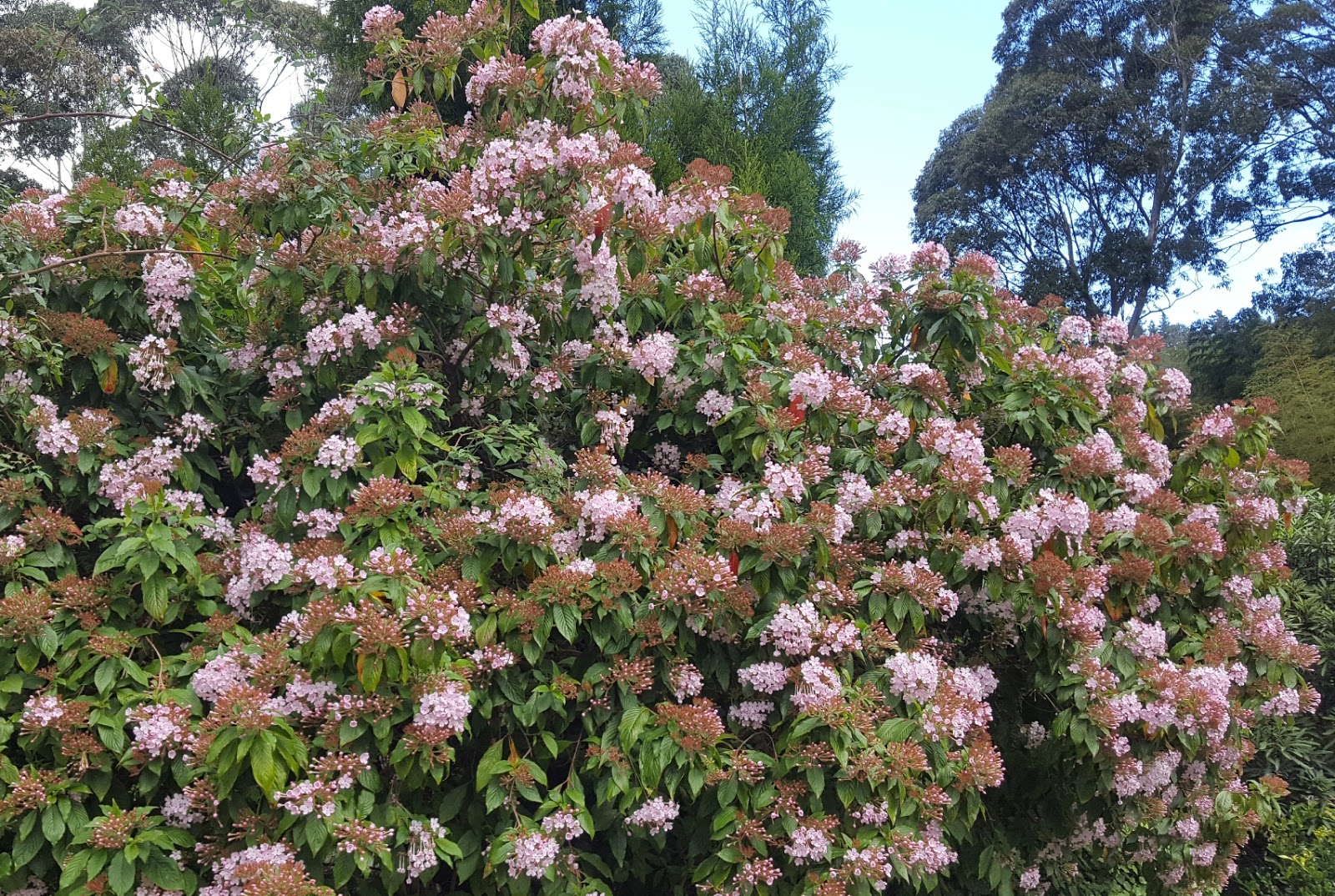 Quiltingorchardist: May 2018