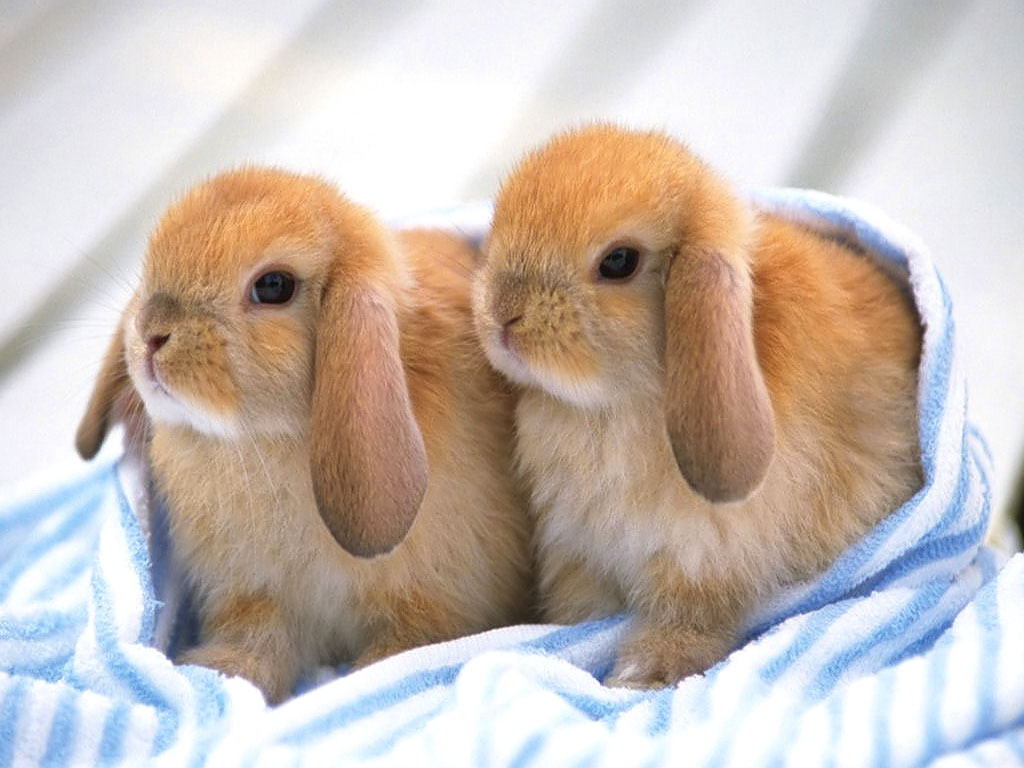 Baby Rabbit Wallpaper - Wallpapers Animal